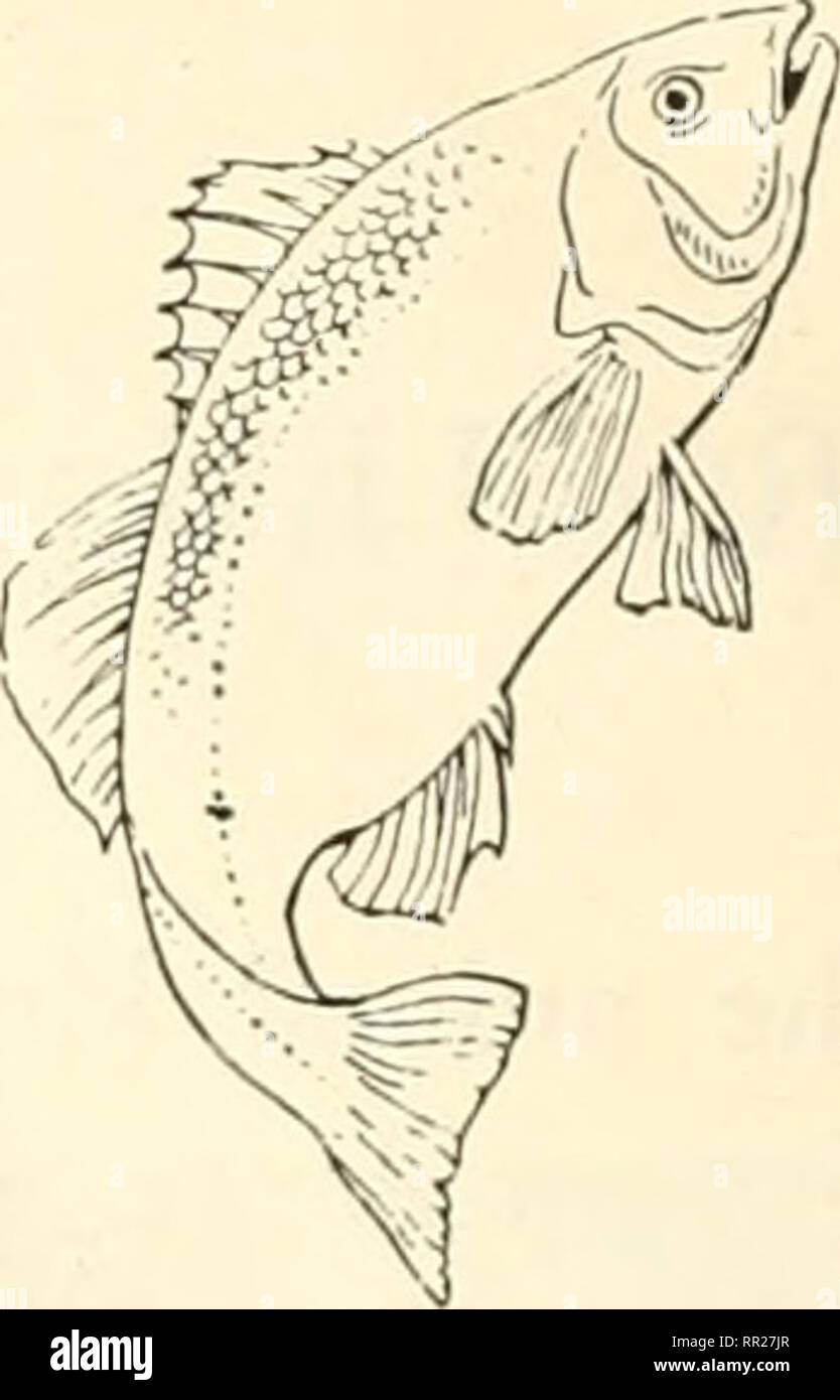 Vertebrates Mammals Drawing