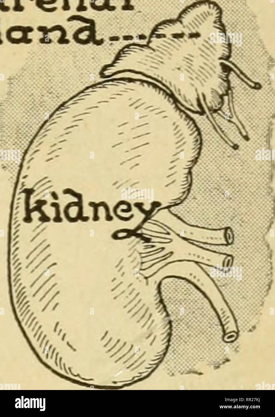 Adrenal gland activity hi-res stock photography and images - Alamy