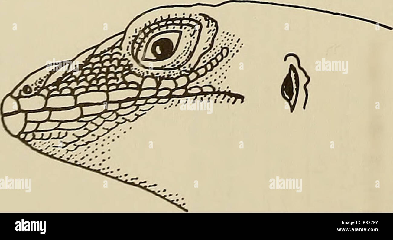 Evolution E Type High Resolution Stock Photography and Images - Alamy