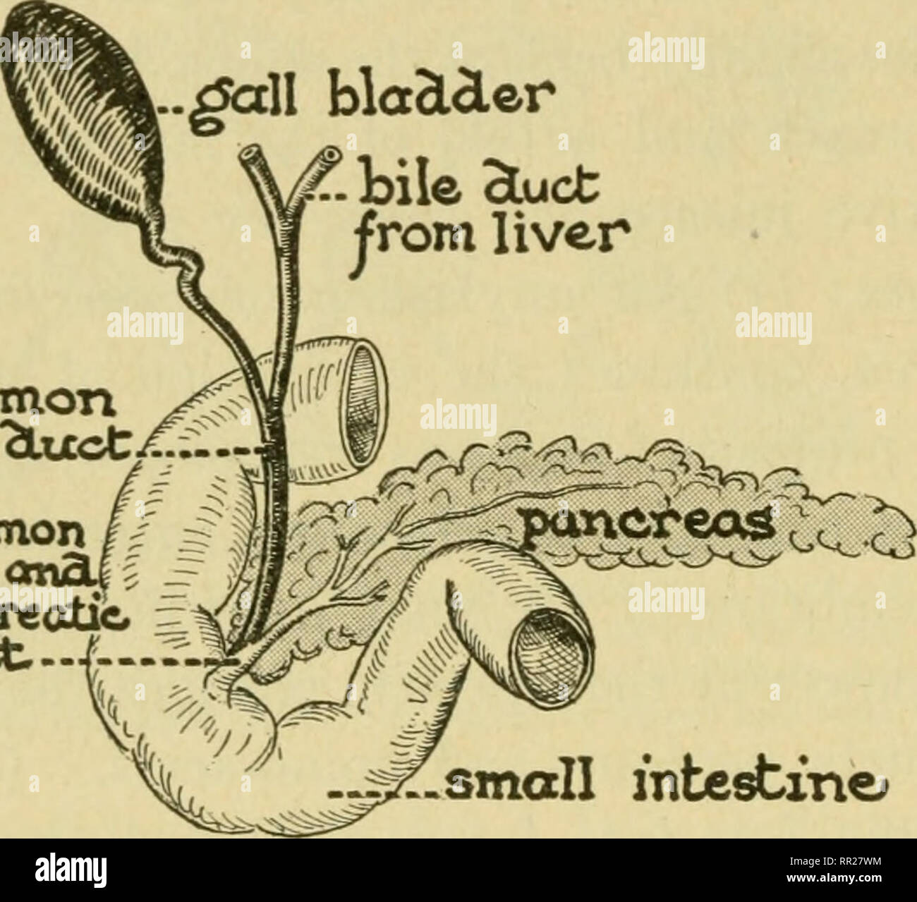 . Advanced biology. Biology; Physiology; Reproduction. 132 DIGESTION ...