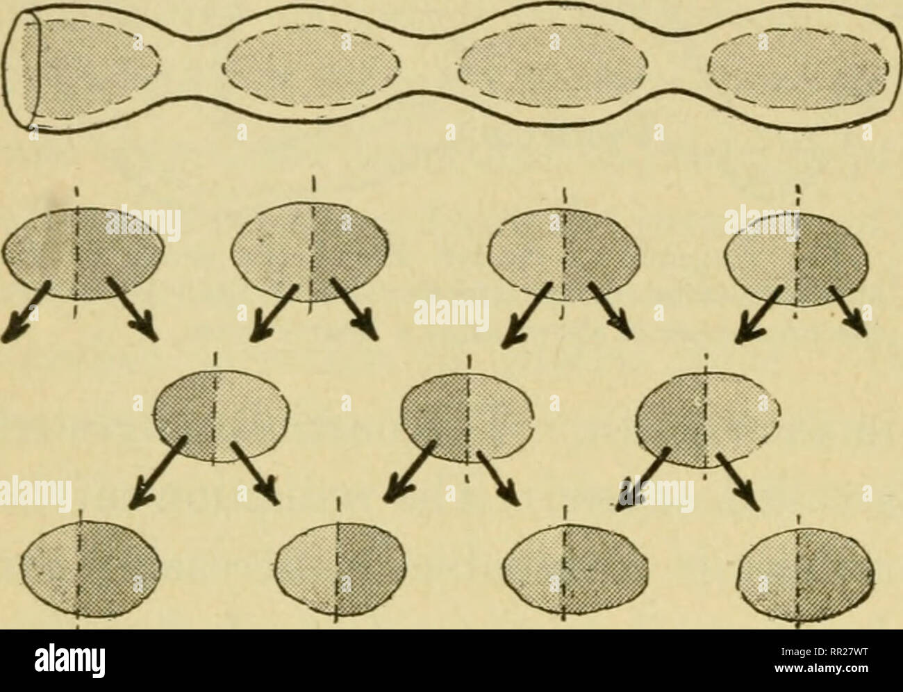 Tubular organ hi-res stock photography and images - Alamy