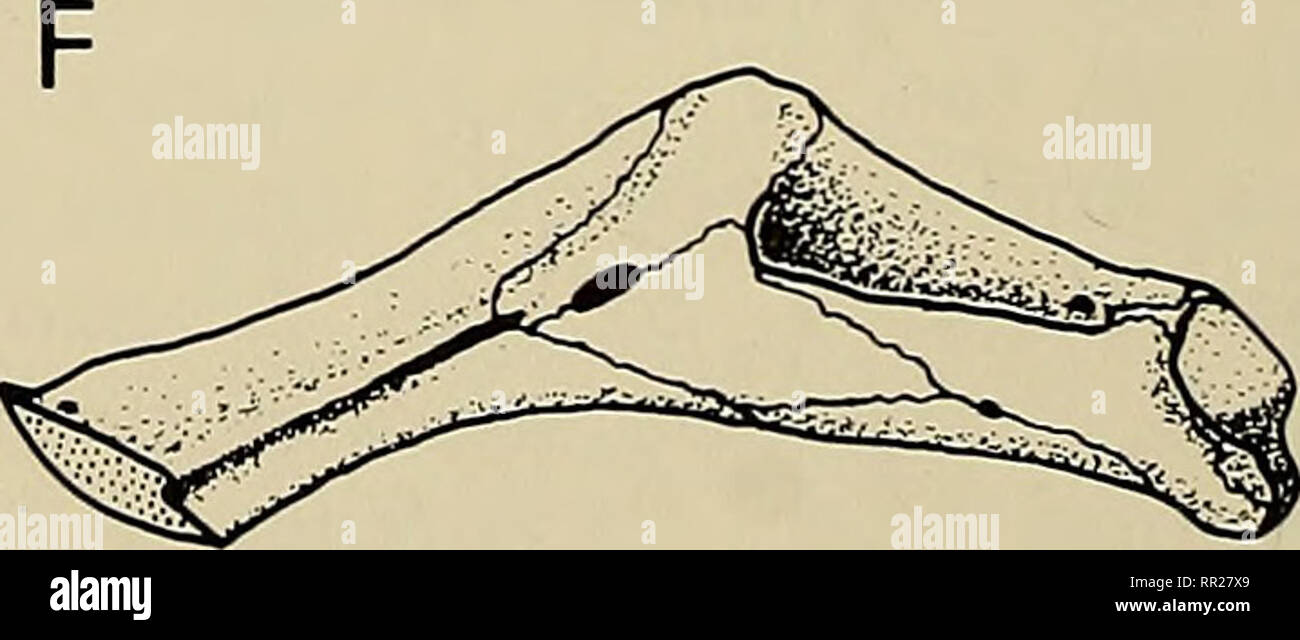 Foramen magnum evolution hi-res stock photography and images - Alamy