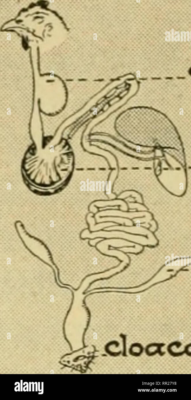Digestive System Of A Frog Labeled Advanced Biology. Biology;