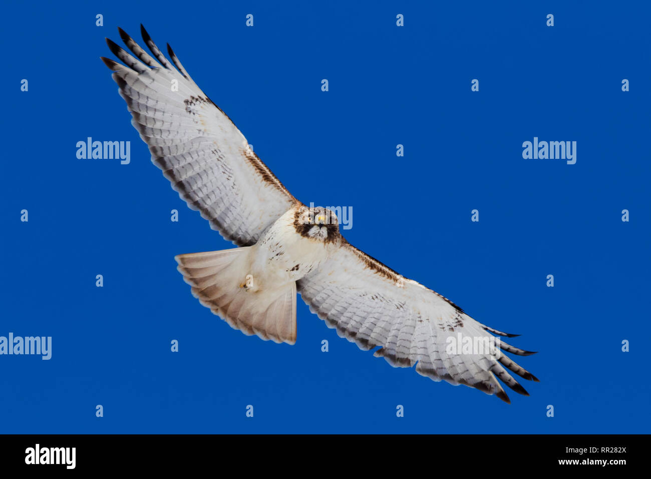 Red-tailed Hawk in flight Stock Photo - Alamy