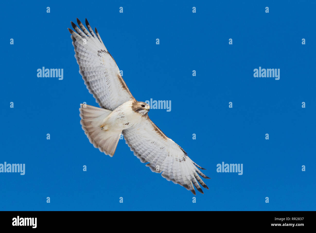 Red-tailed Hawk in flight Stock Photo - Alamy