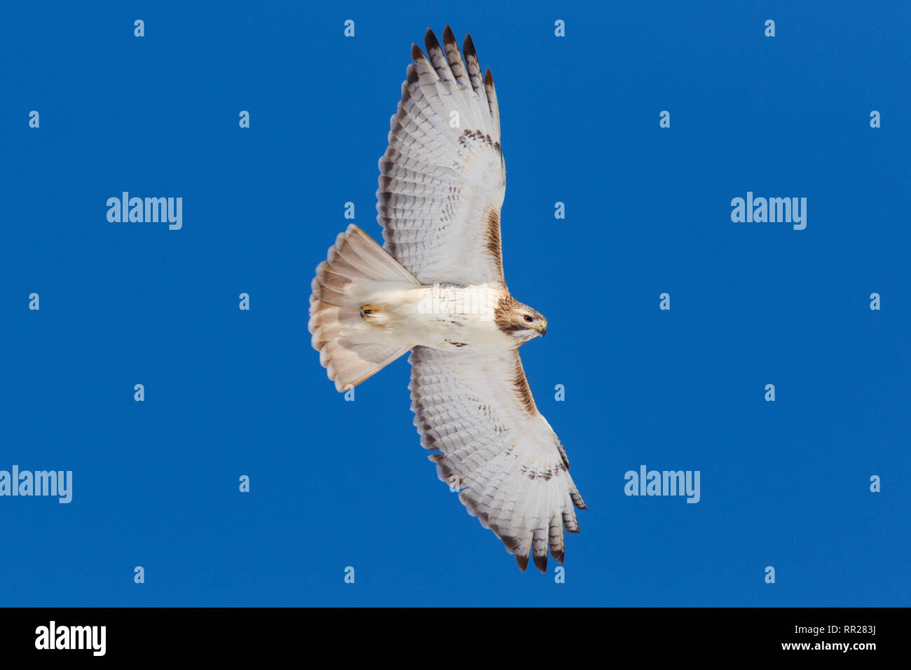Red-tailed Hawk in flight Stock Photo - Alamy