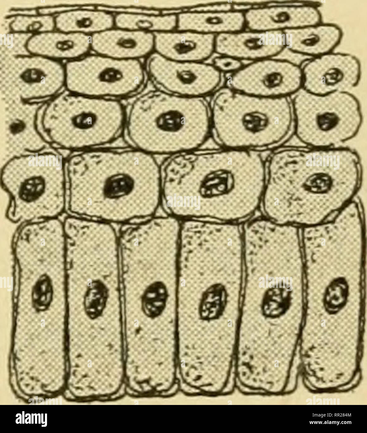 Epithelial Cell Structure