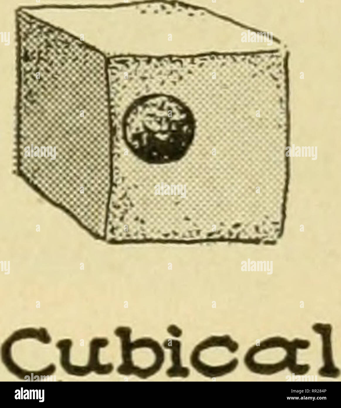 Coloring Shape Epithelial Tissue