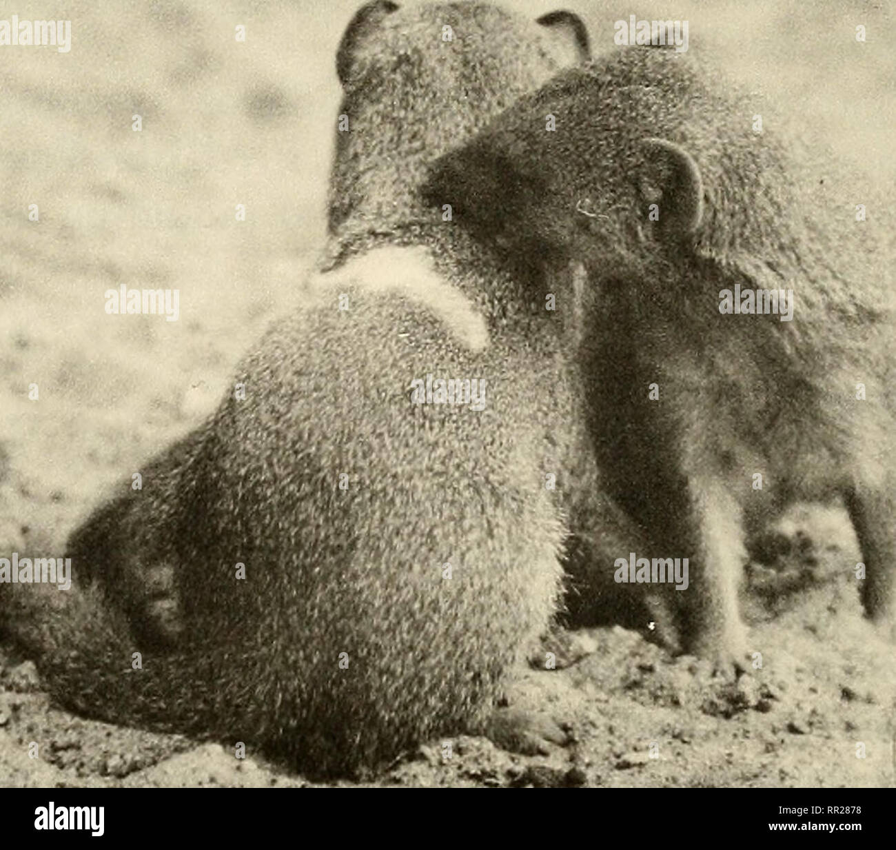 Cooperation Relationship Animals