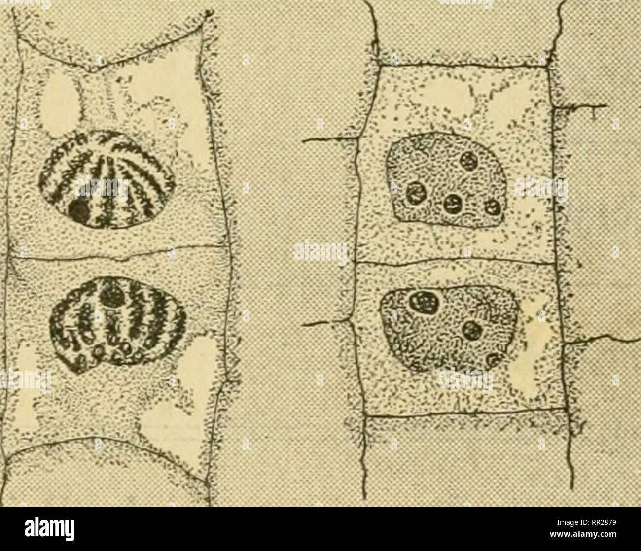 Mitosis stages plant cell hi-res stock photography and images - Alamy