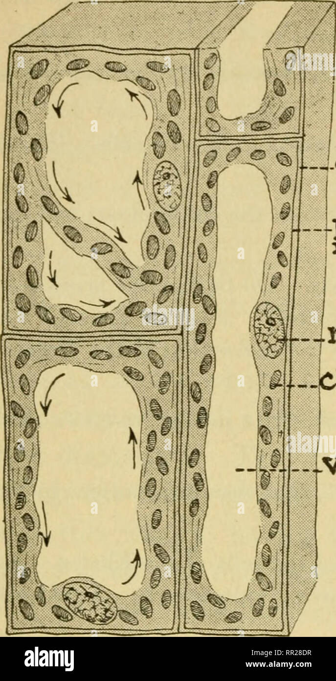 Elodea Cell In Saltwater Labeled