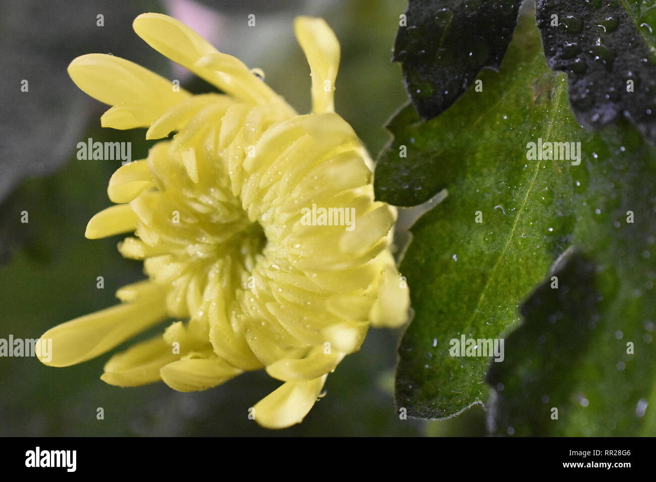 Krisant hi-res stock photography and images - Alamy