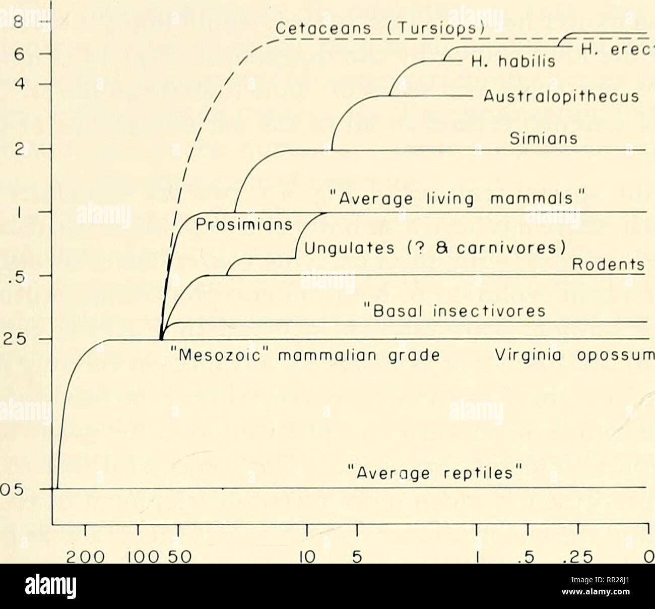 Encephalization quotient hi-res stock photography and images - Alamy