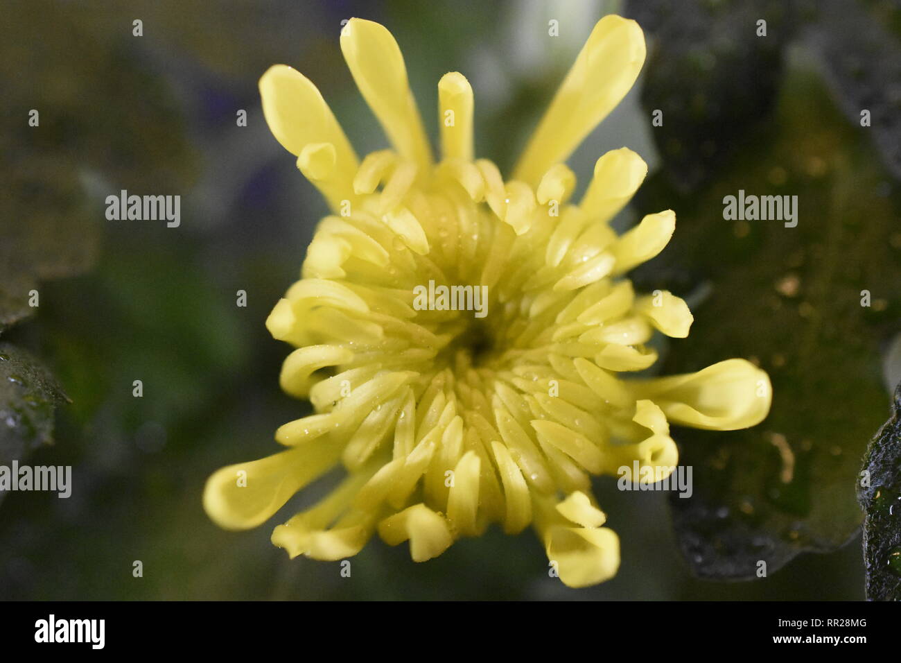 Krisant hi-res stock photography and images - Alamy