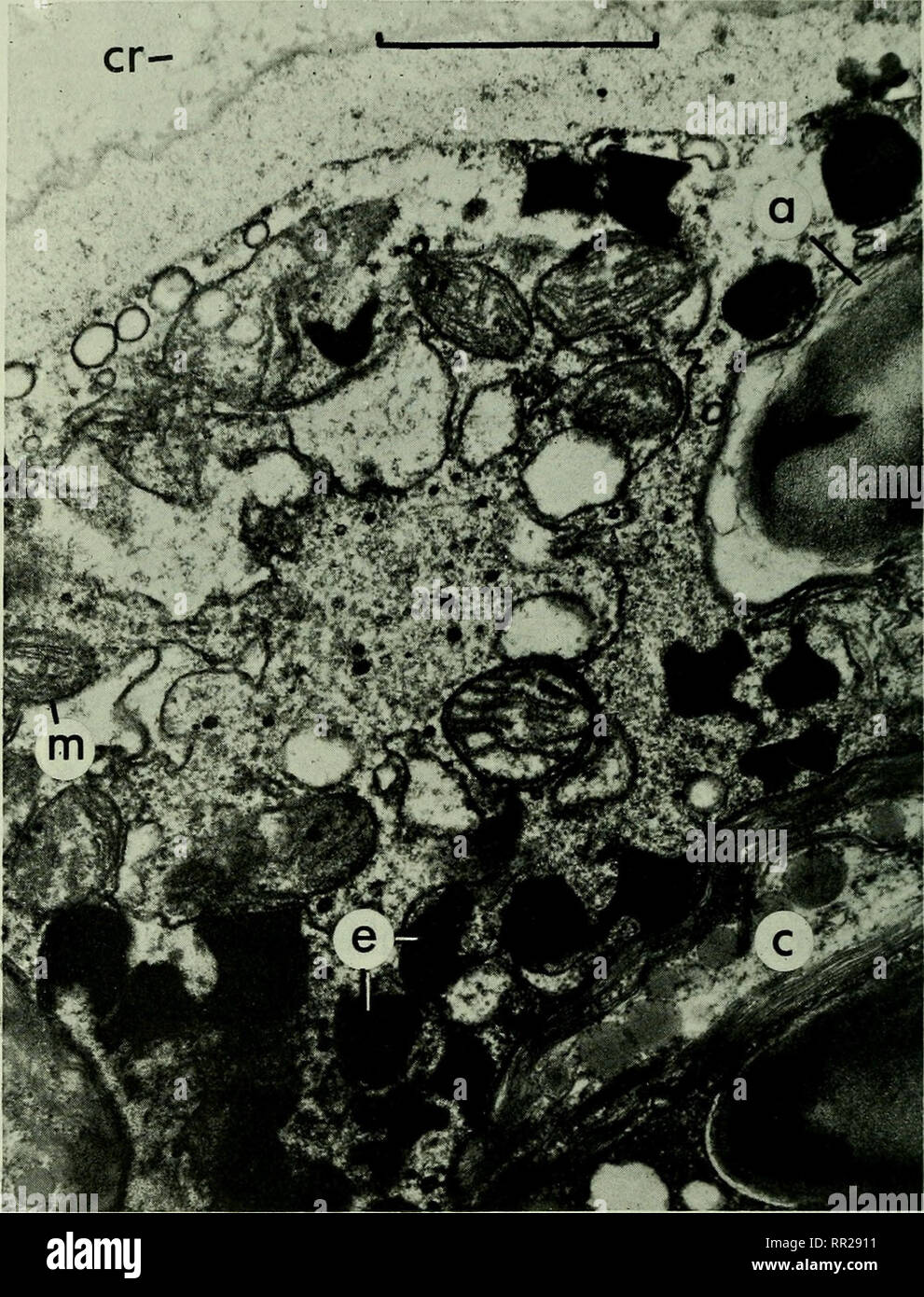 Amyloplast hi-res stock photography and images - Alamy
