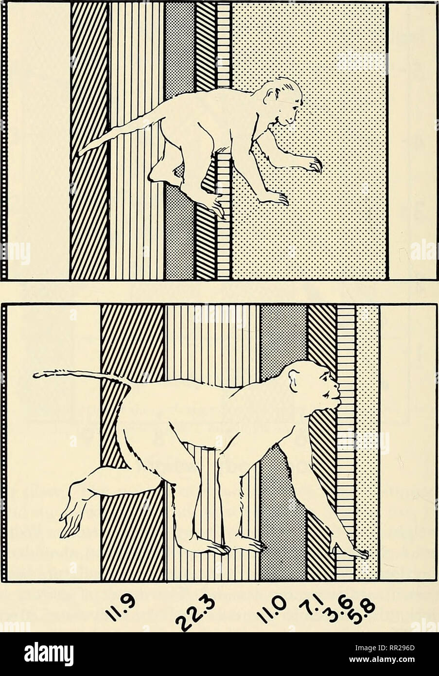 Body weight distribution hi-res stock photography and images - Alamy