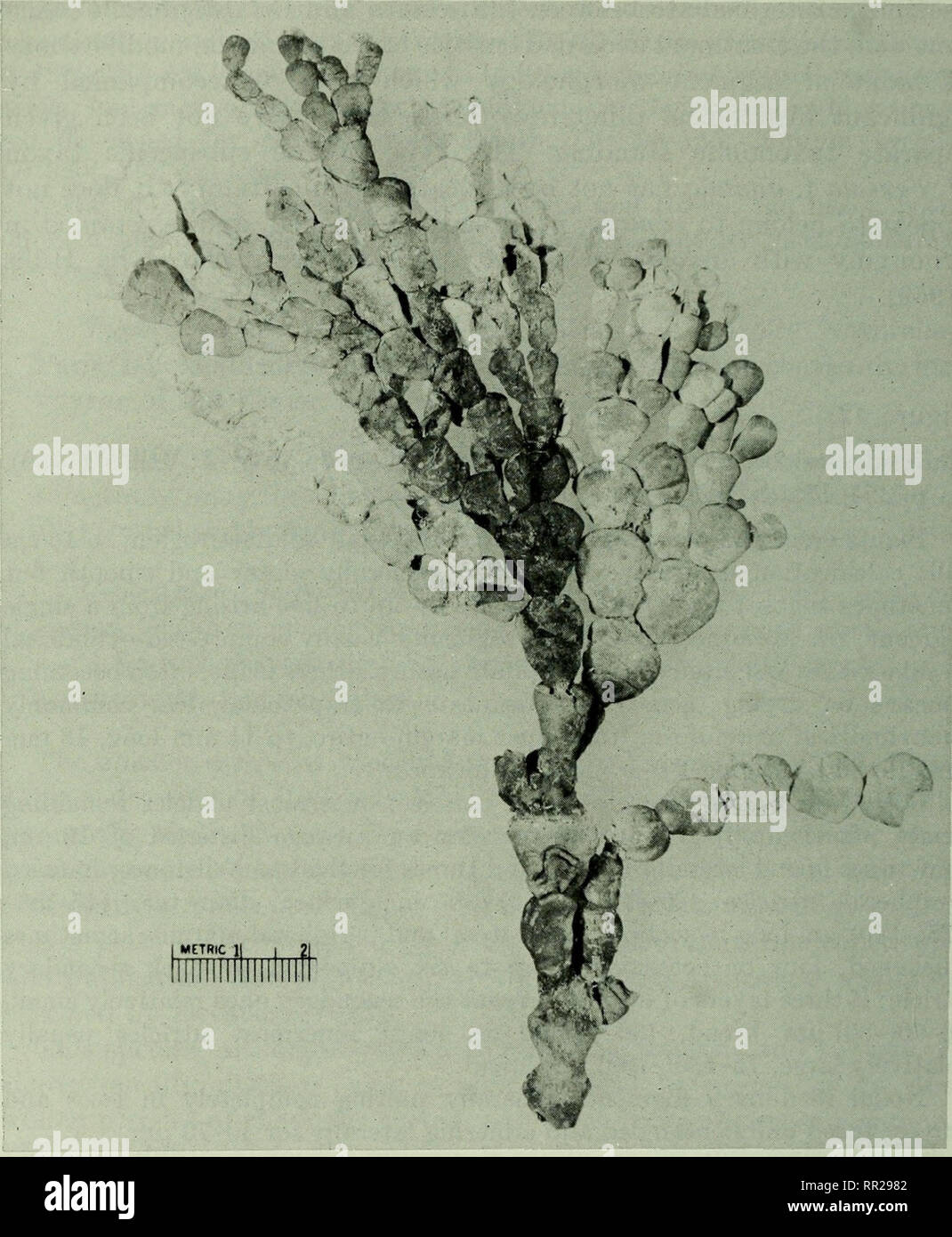 Basal holdfast hi-res stock photography and images - Alamy