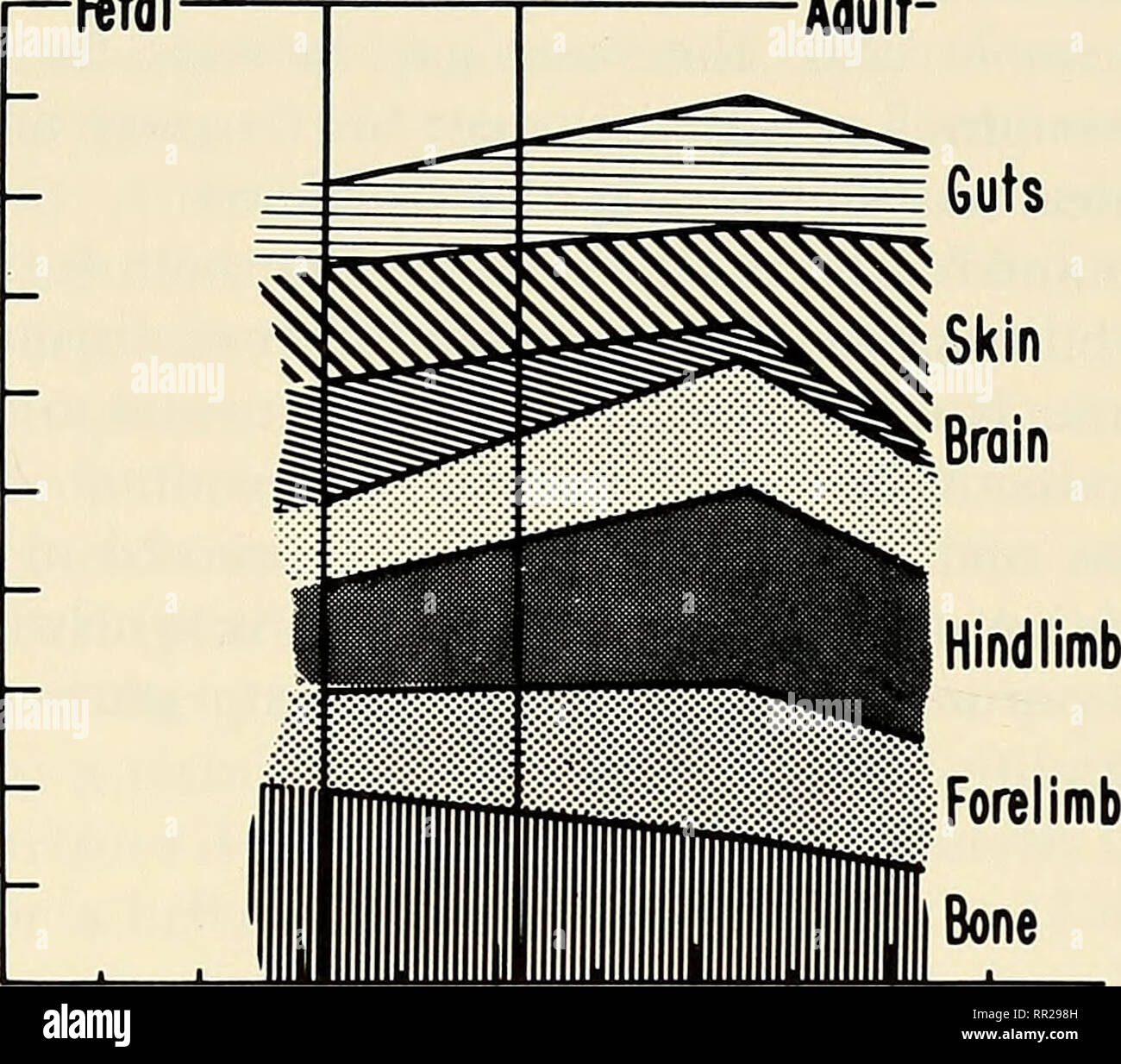 Fetal brain tissue hi-res stock photography and images - Alamy