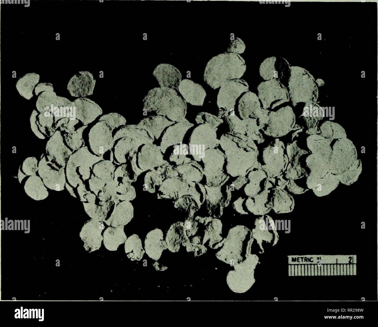 Halimeda discoidea hi-res stock photography and images - Alamy