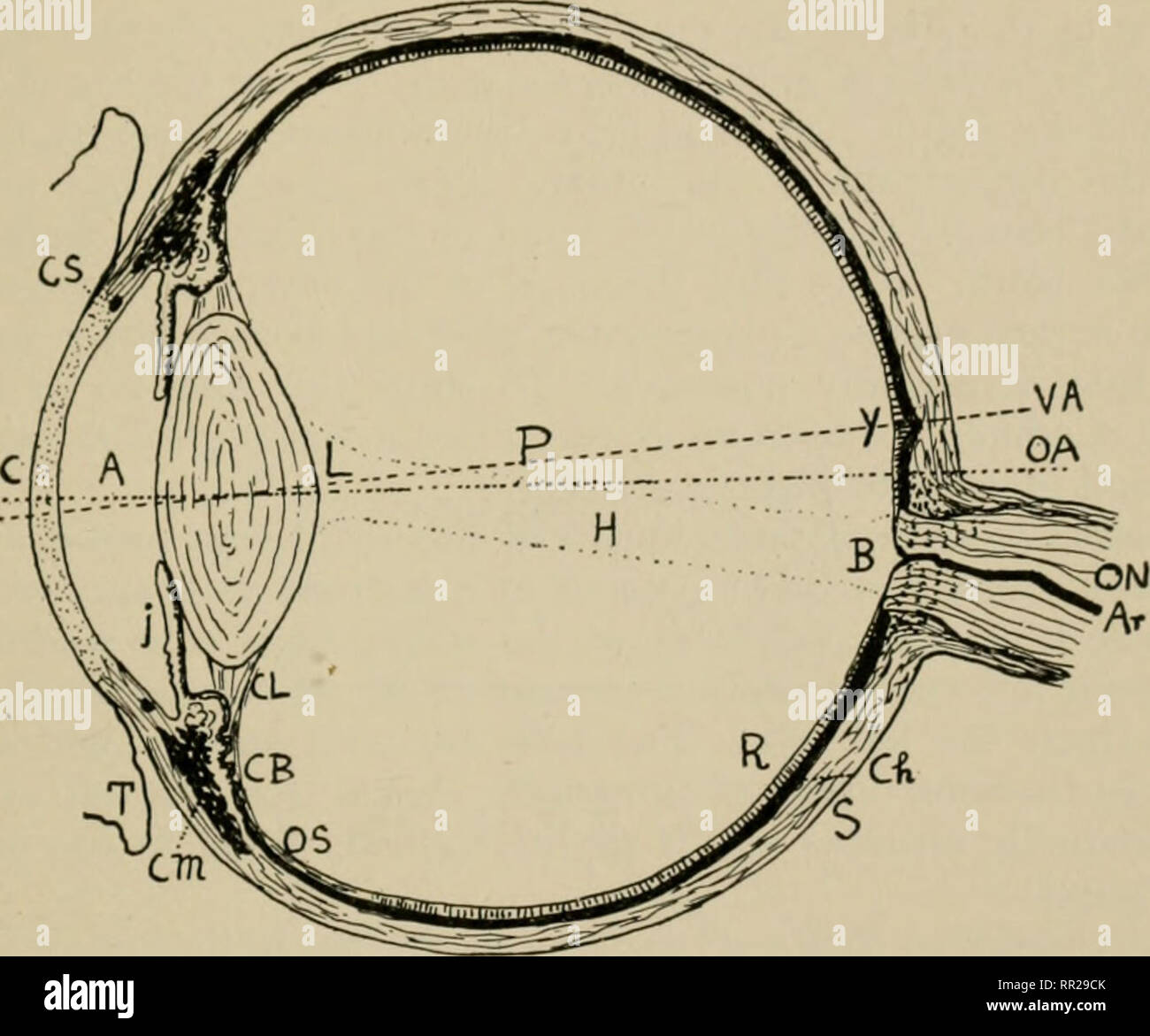 Dissection lesson hi-res stock photography and images - Alamy