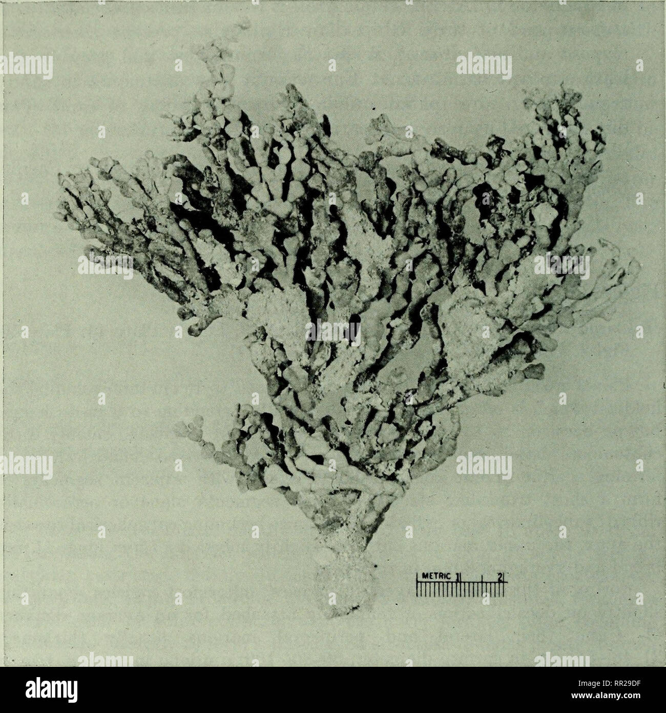 . Advances in marine biology: volume 17. Coral fisheries. 102 L. HILLIS ...