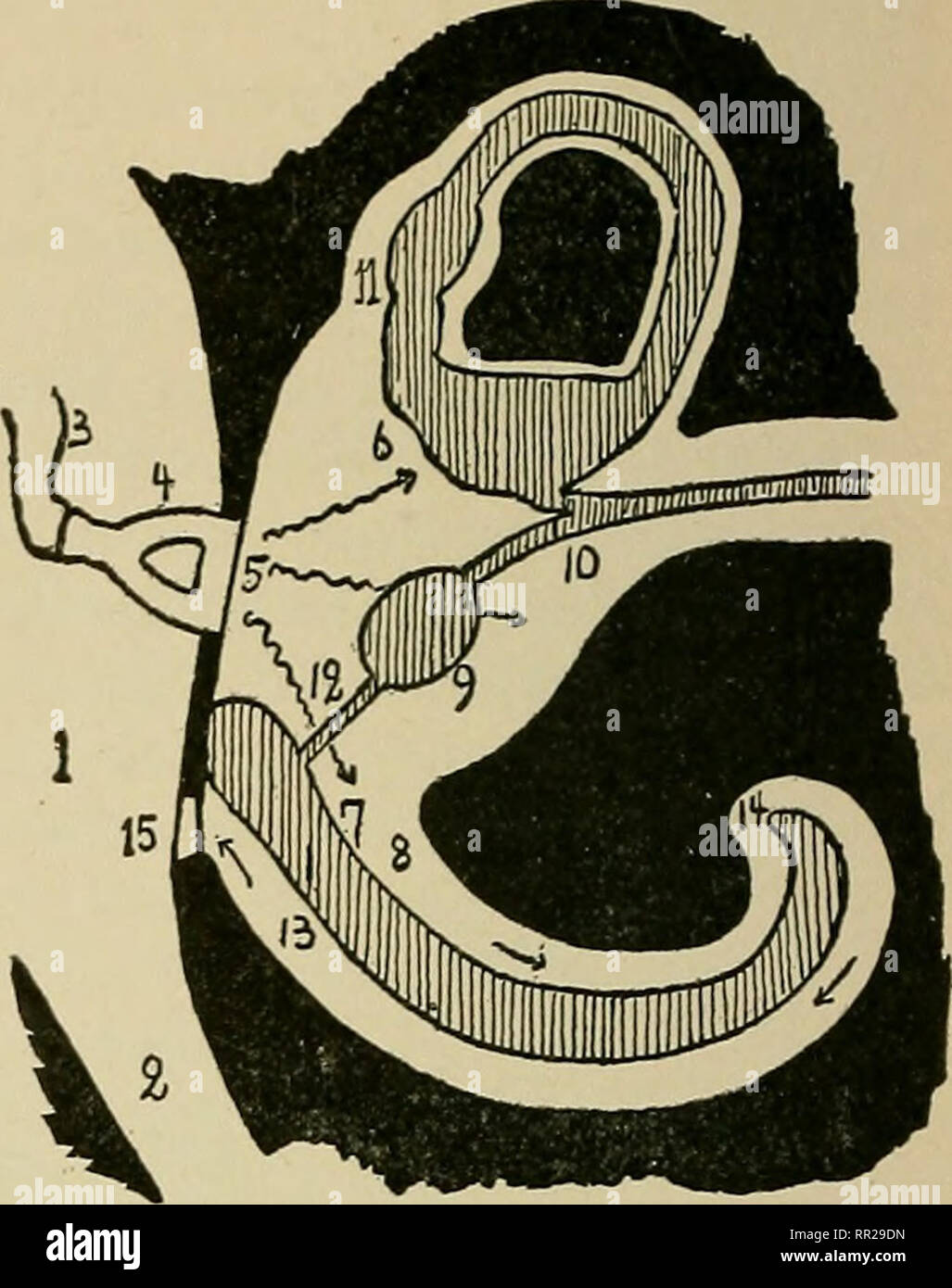External auditory canals hi-res stock photography and images - Alamy