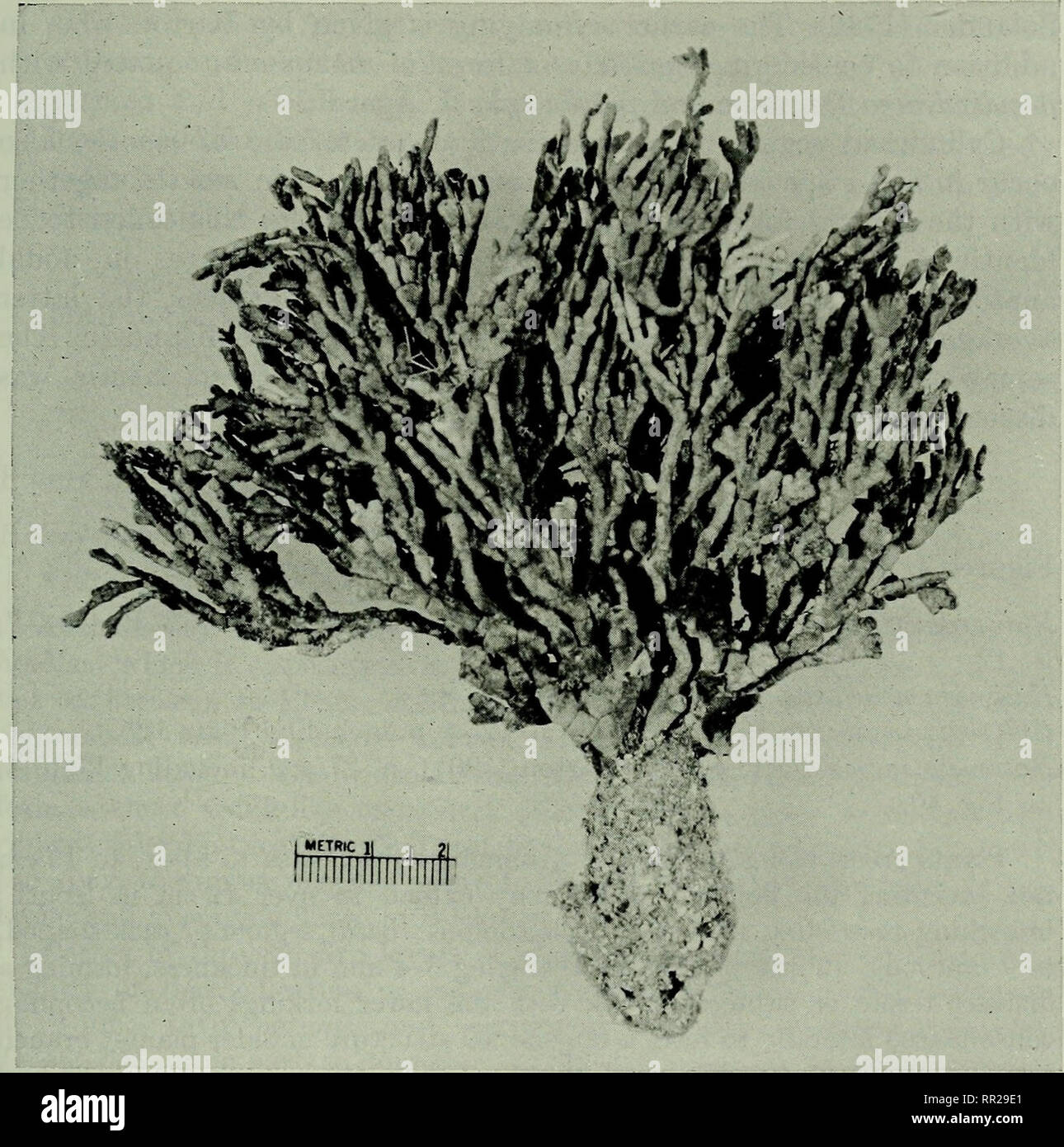 . Advances in marine biology: volume 17. Coral fisheries. ECOLOGY AND ...