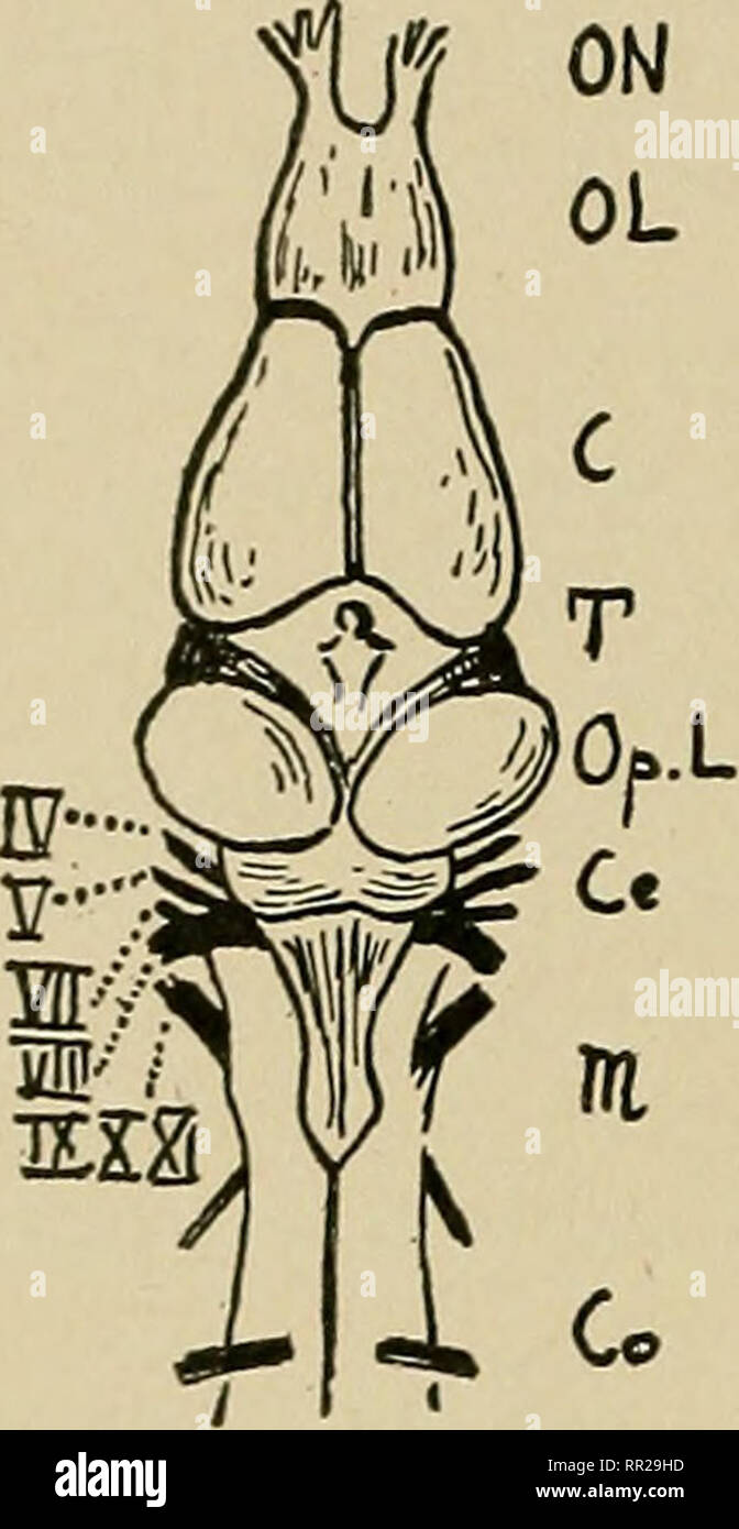 . Advanced lessons in practical physiology for students of medicine ...