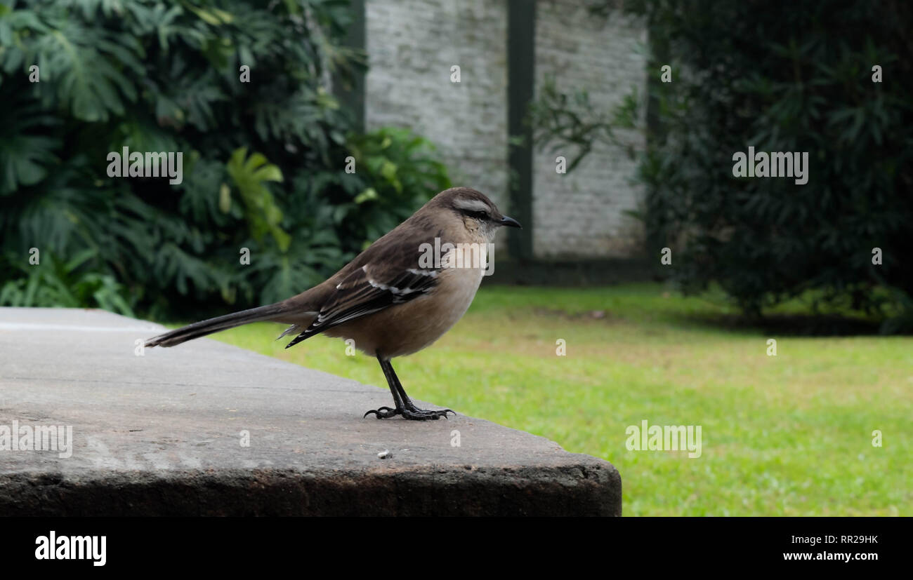 Chalk-browed mockingbird/ Mimus saturninus/ Calandria Stock Photo - Alamy