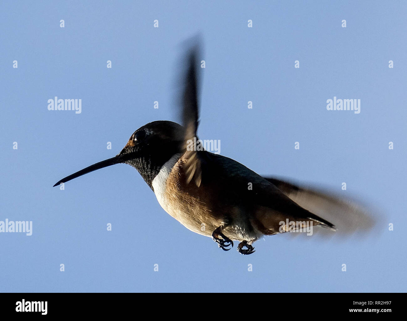 Los Angeles, California, USA. 23rd Feb, 2019. A hummingbird flies at ...