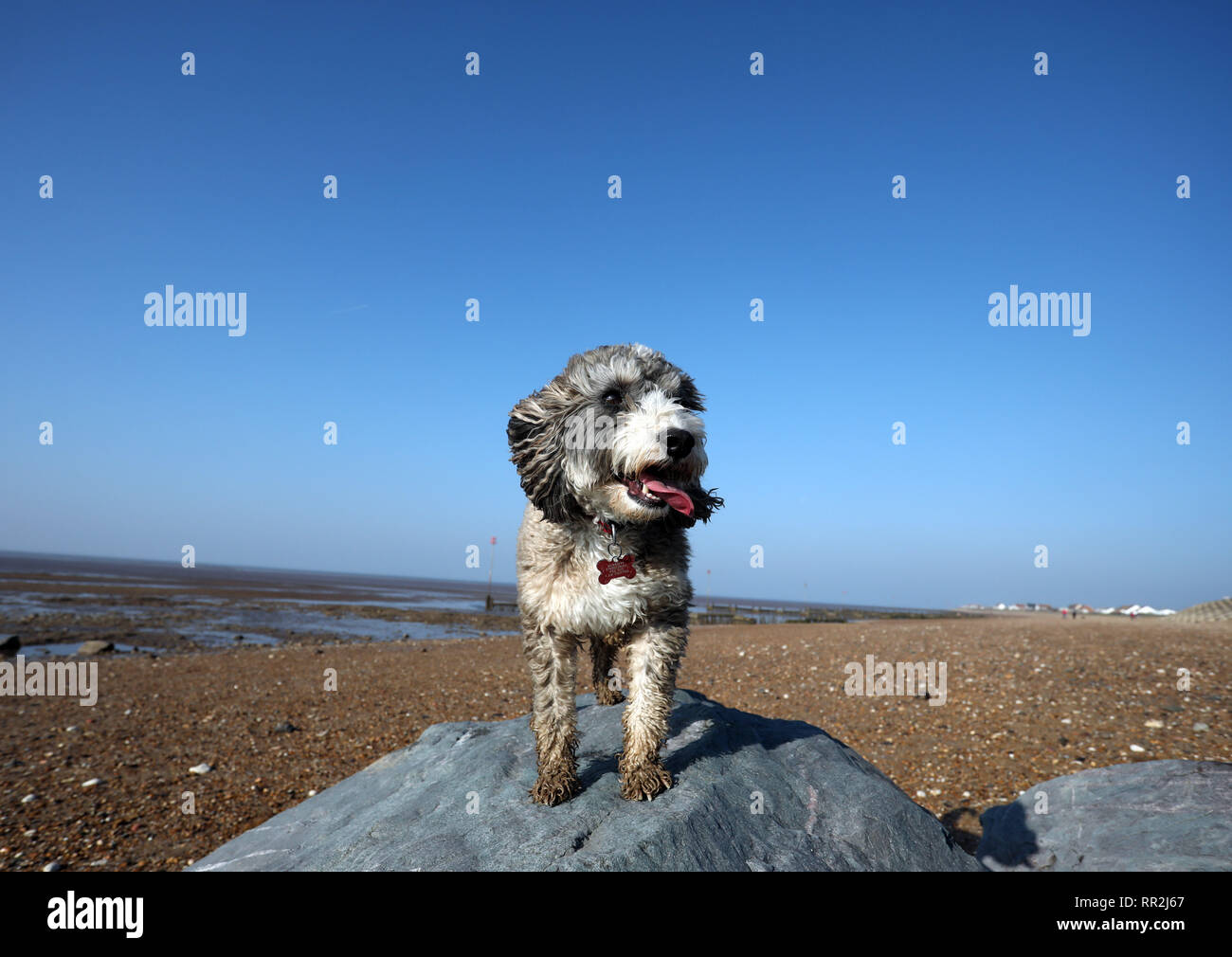 Heacham, Norfolk, UK. 23rd Feb, 2019. Cookie the cockapoo dog enjoys ...