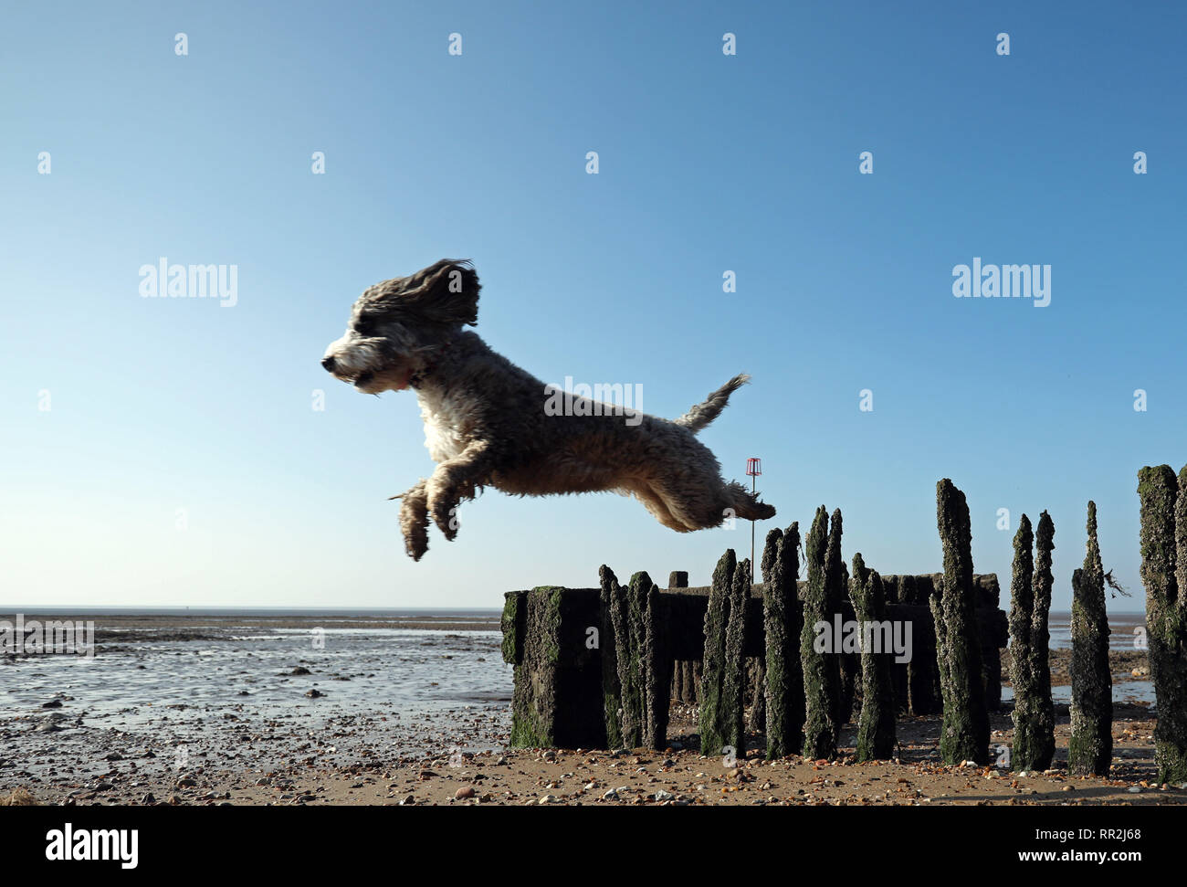 Cockapoo dog jumping hi-res stock photography and images - Alamy