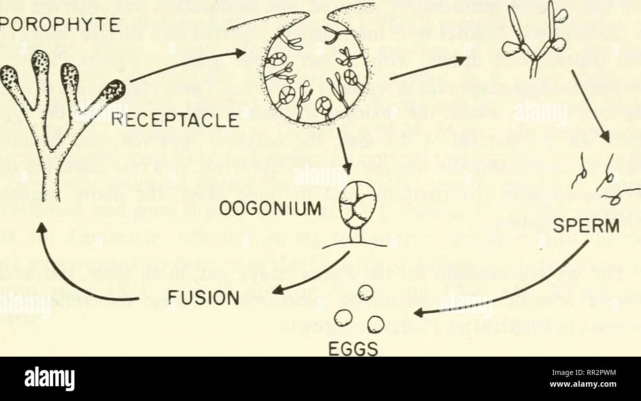 Fucus Life Cycle
