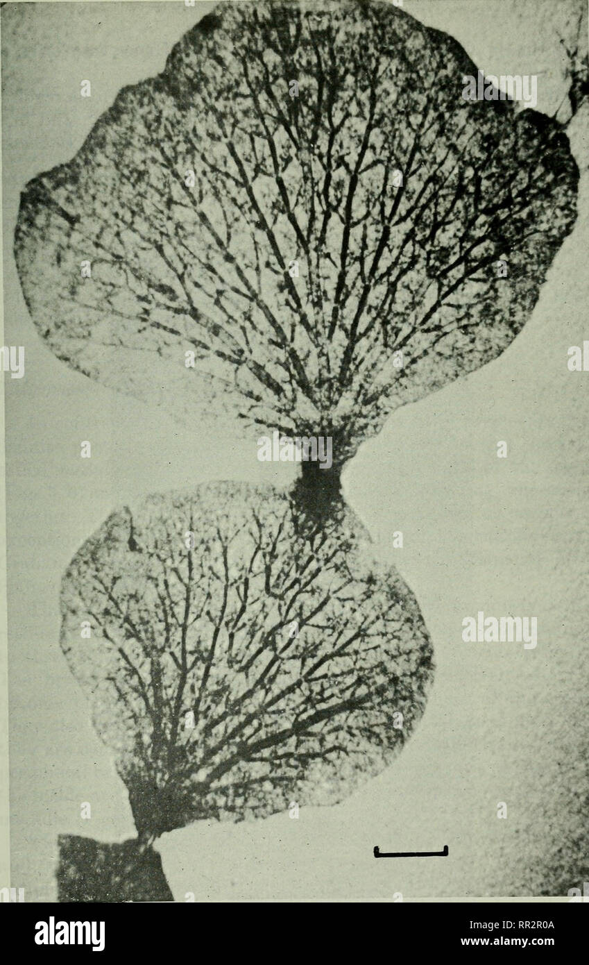 . Advances in marine biology: volume 17. Coral fisheries. Fig. 3. The ...