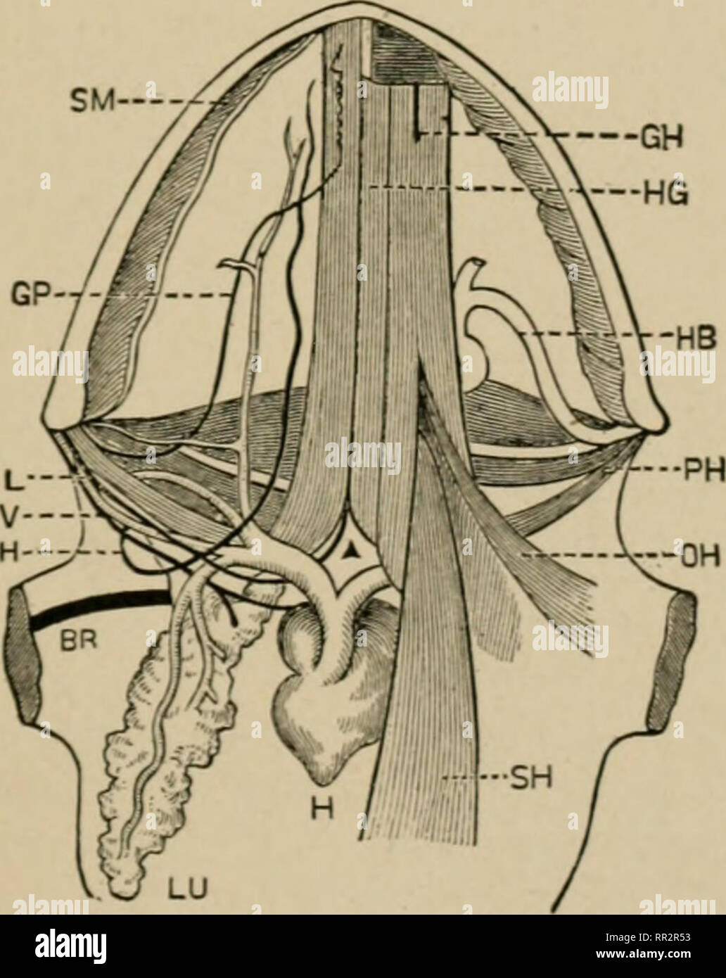 . Advanced lessons in practical physiology for students of medicine ...
