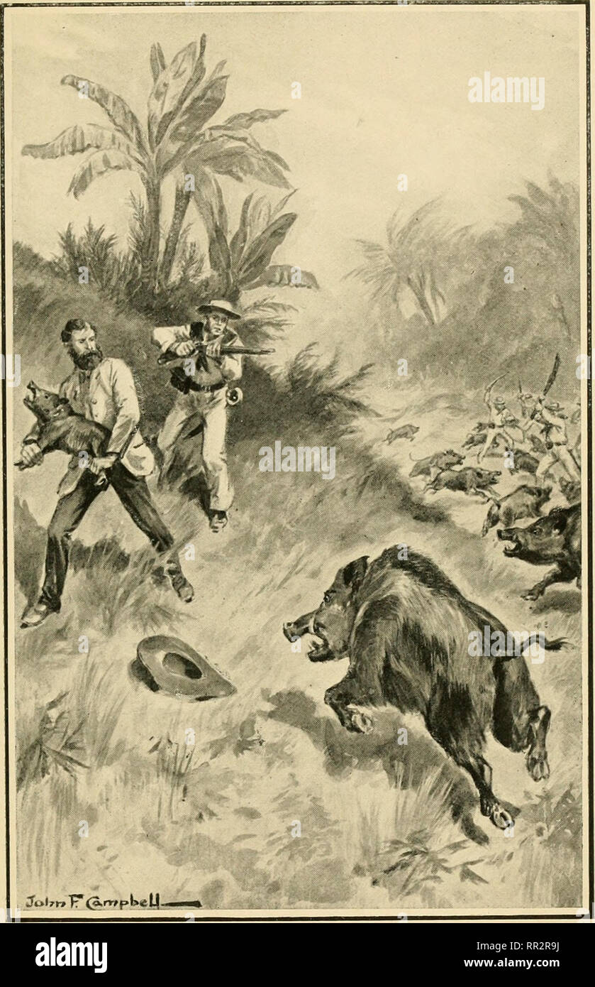 Boar attacked hi-res stock photography and images - Alamy