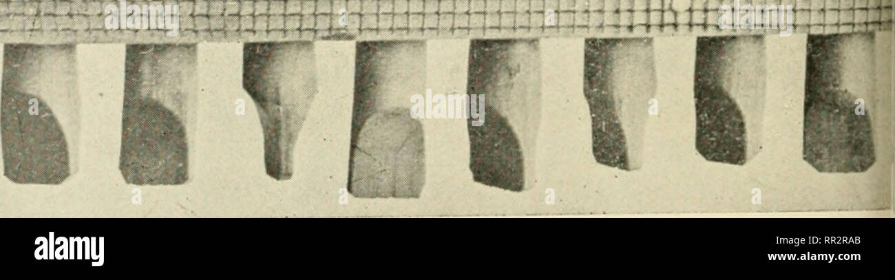 Queen cell cups hi-res stock photography and images - Alamy