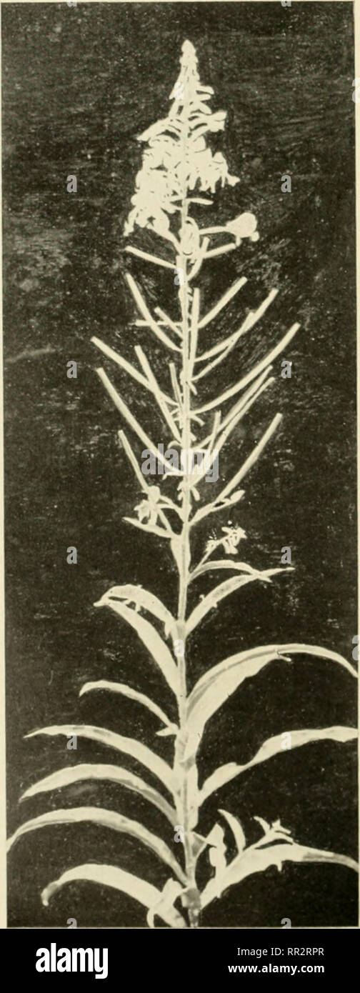 Lueen hi-res stock photography and images - Alamy