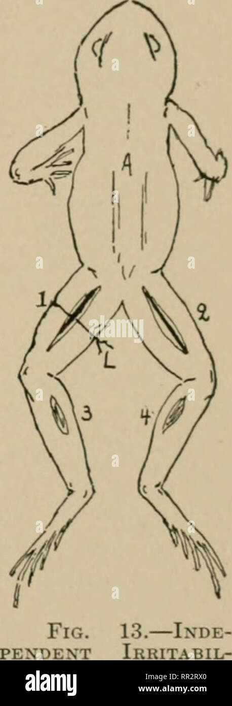 Sciatic nerve cross section hi-res stock photography and images - Alamy