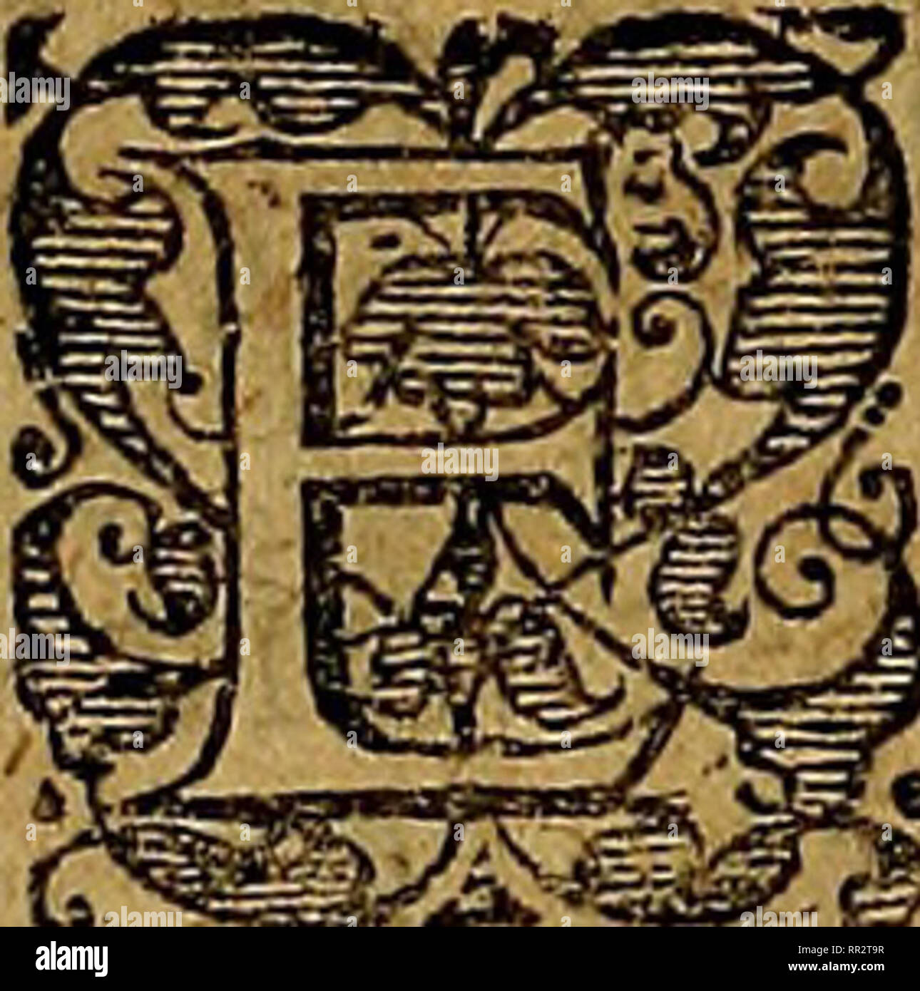 Brvxellensis hi-res stock photography and images - Alamy