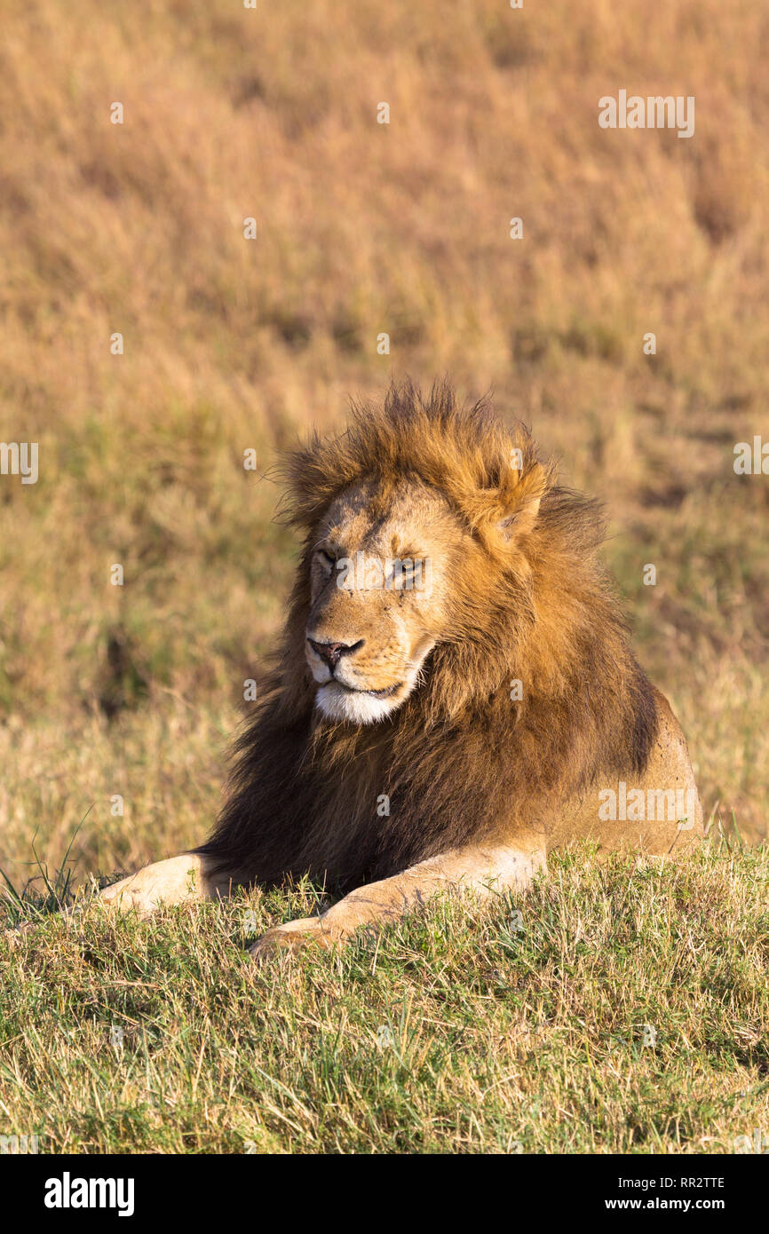 A large lion resting on a hill. Masai Mara, Africa Stock Photo - Alamy