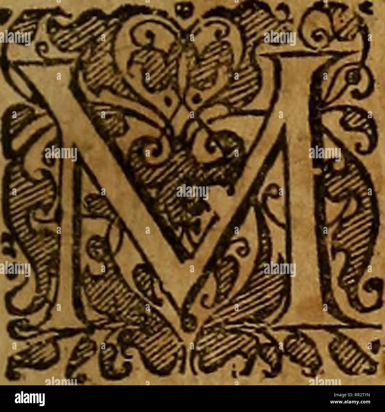 Brvxellensis hi-res stock photography and images - Alamy