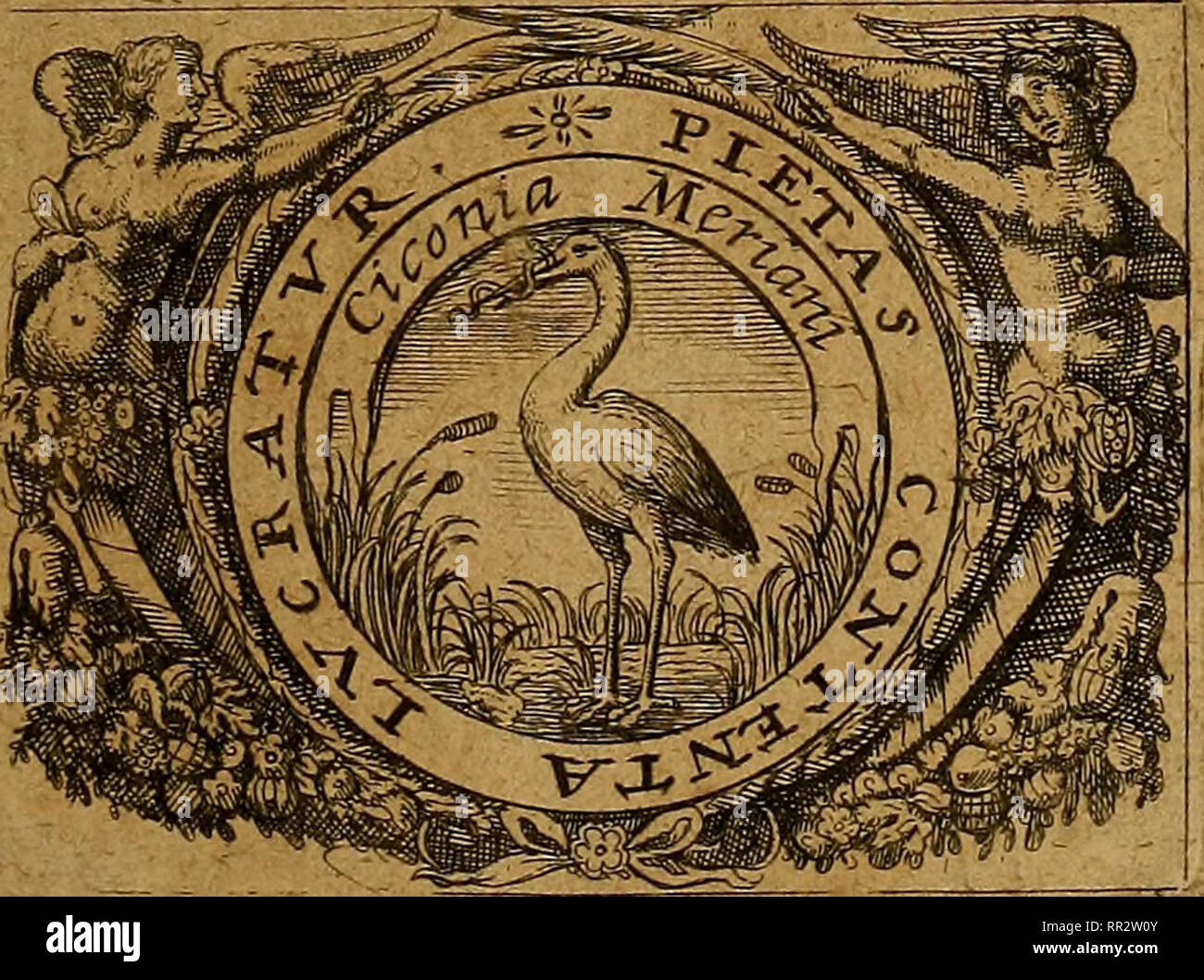 Brvxellensis hi-res stock photography and images - Alamy