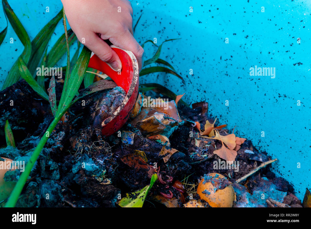 Worm vermiculture compost (worm farm) with rotting food scraps for ...