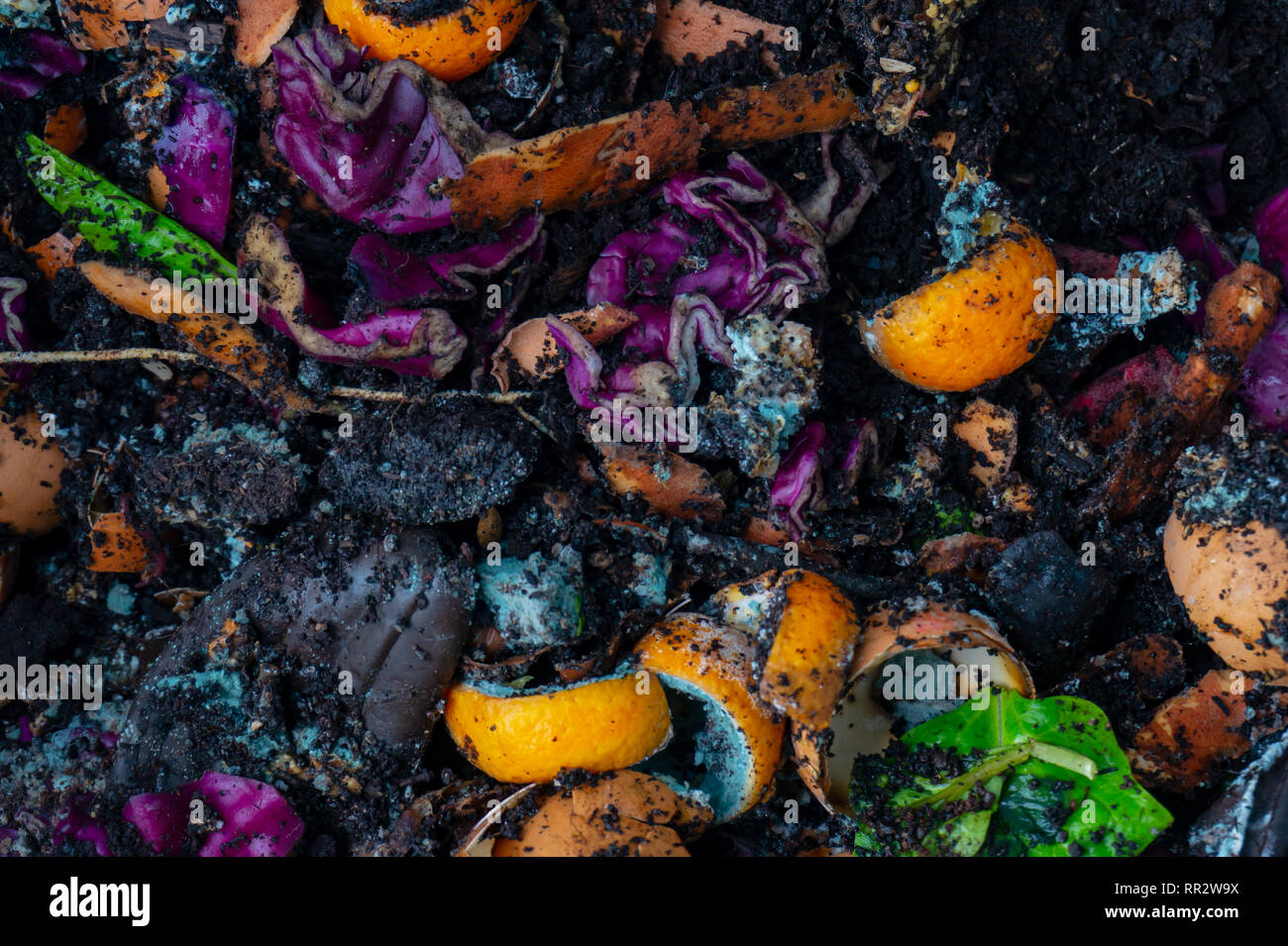 Worm vermiculture compost (worm farm) with rotting food scraps for ...