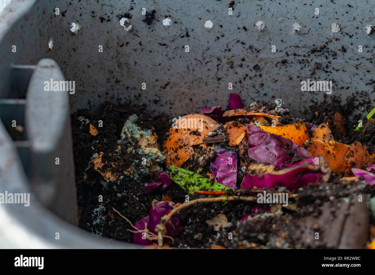 Worm vermiculture compost (worm farm) with rotting food scraps for ...