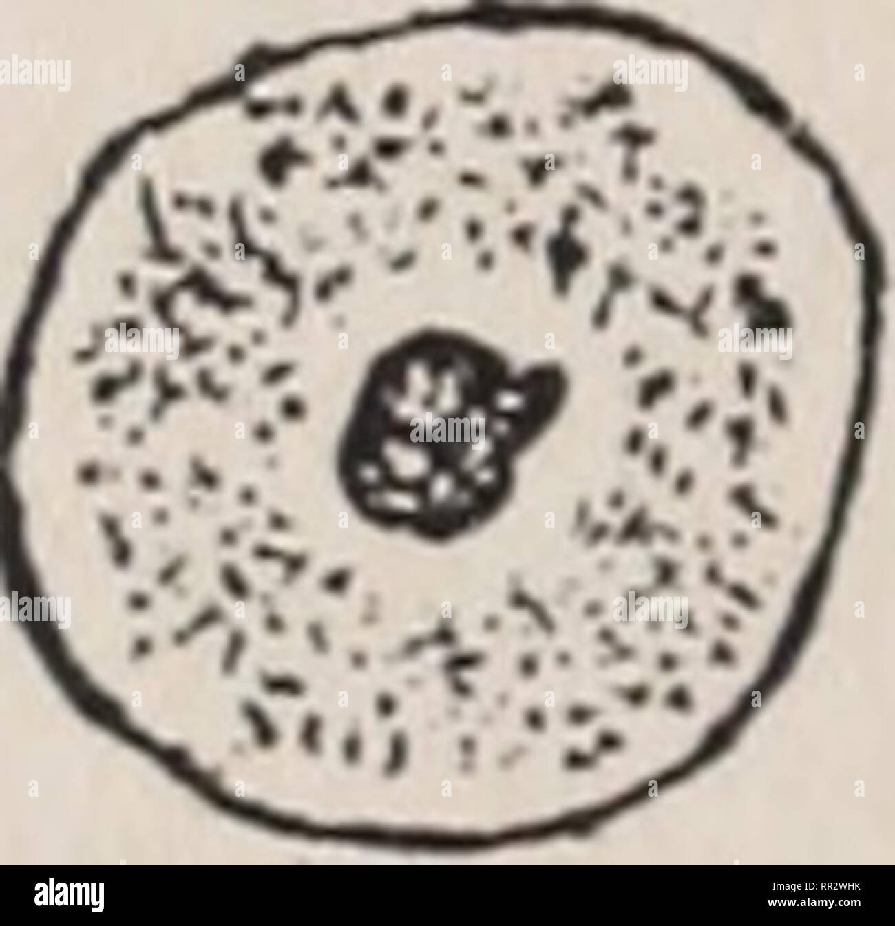 . Addresses and papers. Veterinary medicine. Fig. 1, Fig. 2. Fig. 3. J ...