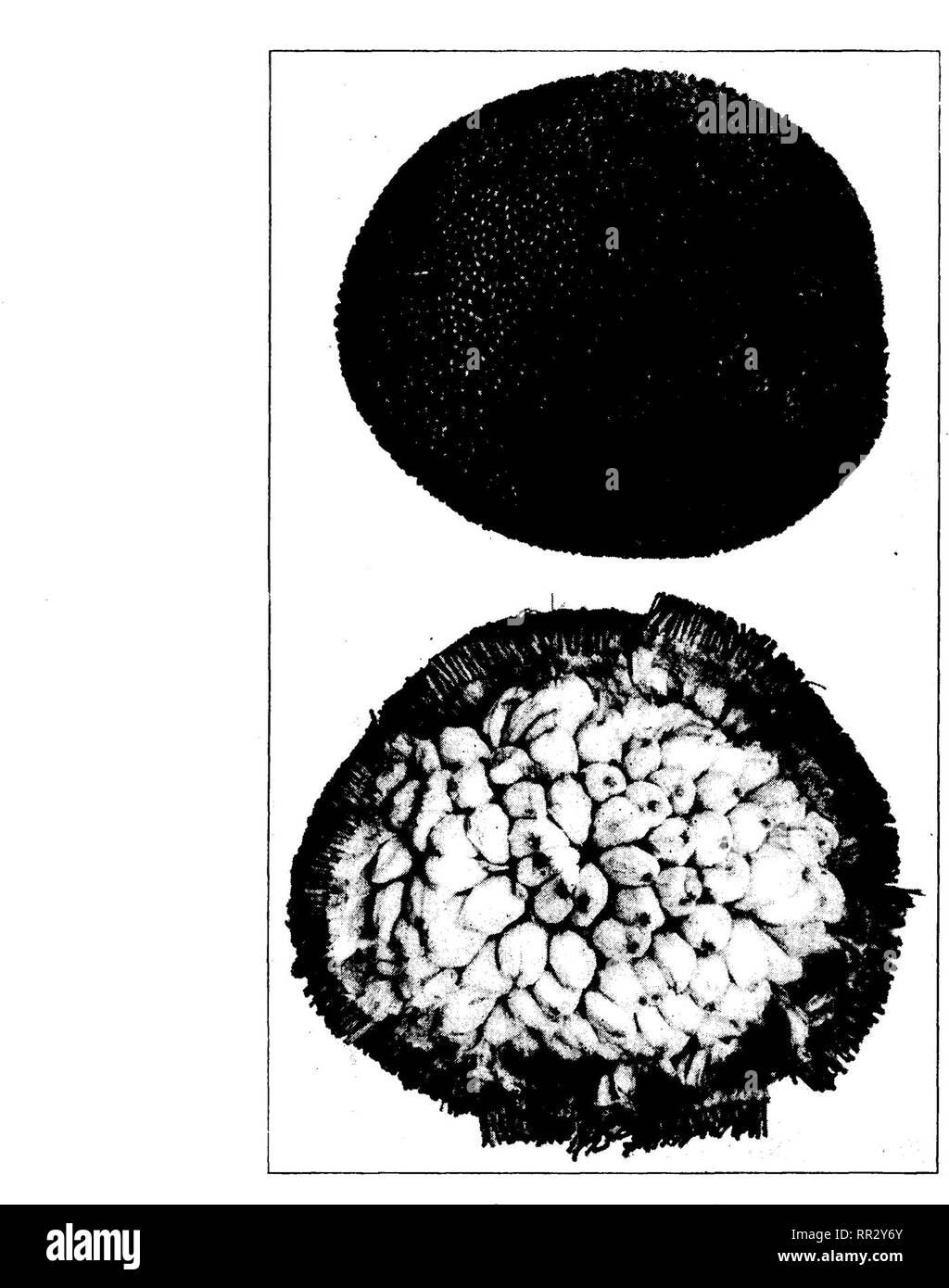 Ficus ulmifolia hi-res stock photography and images - Alamy