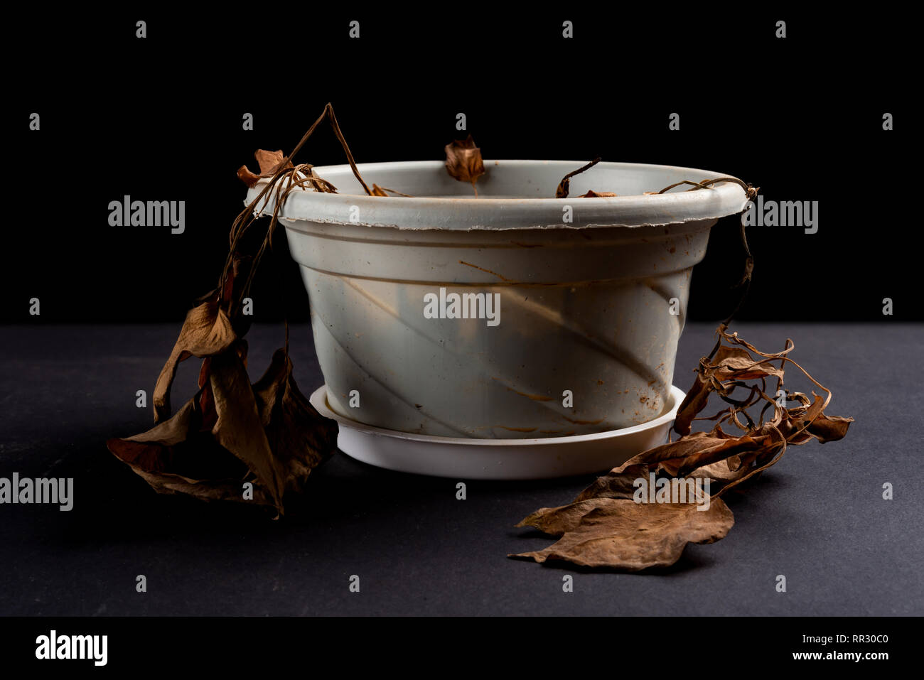 faded plant on a dark background Stock Photo - Alamy