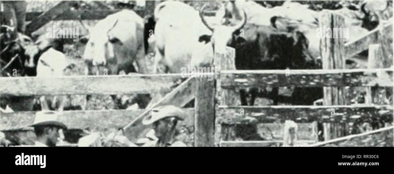 Cattle tick inspection hi-res stock photography and images - Alamy